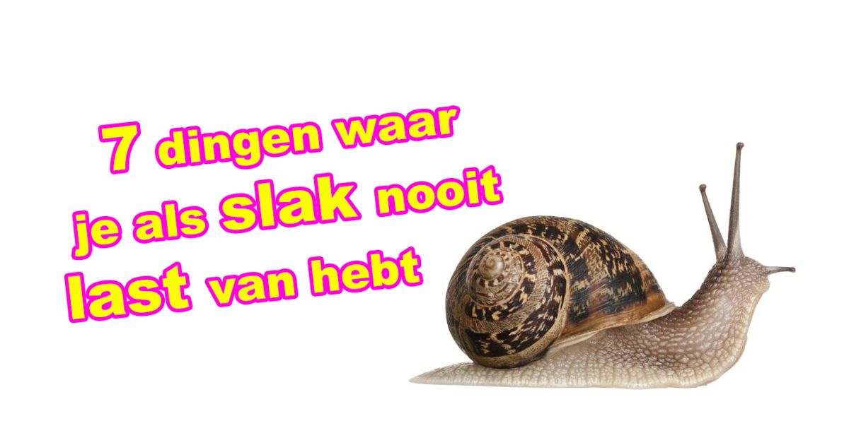 7 dingen waar je als slak nooit last van hebt | Kakhiel