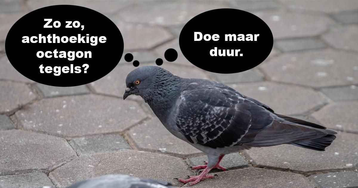 Dit is wat er de hele dag omgaat in het hoofd van een duif (15 ...